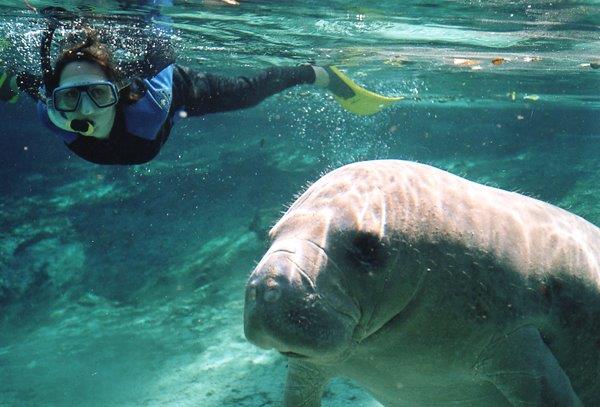 Scuba Diving and Snorkeling in Citrus County, Snorkel with Manatees ...